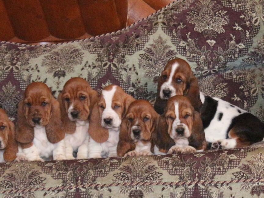 Щенки бассет хаунд