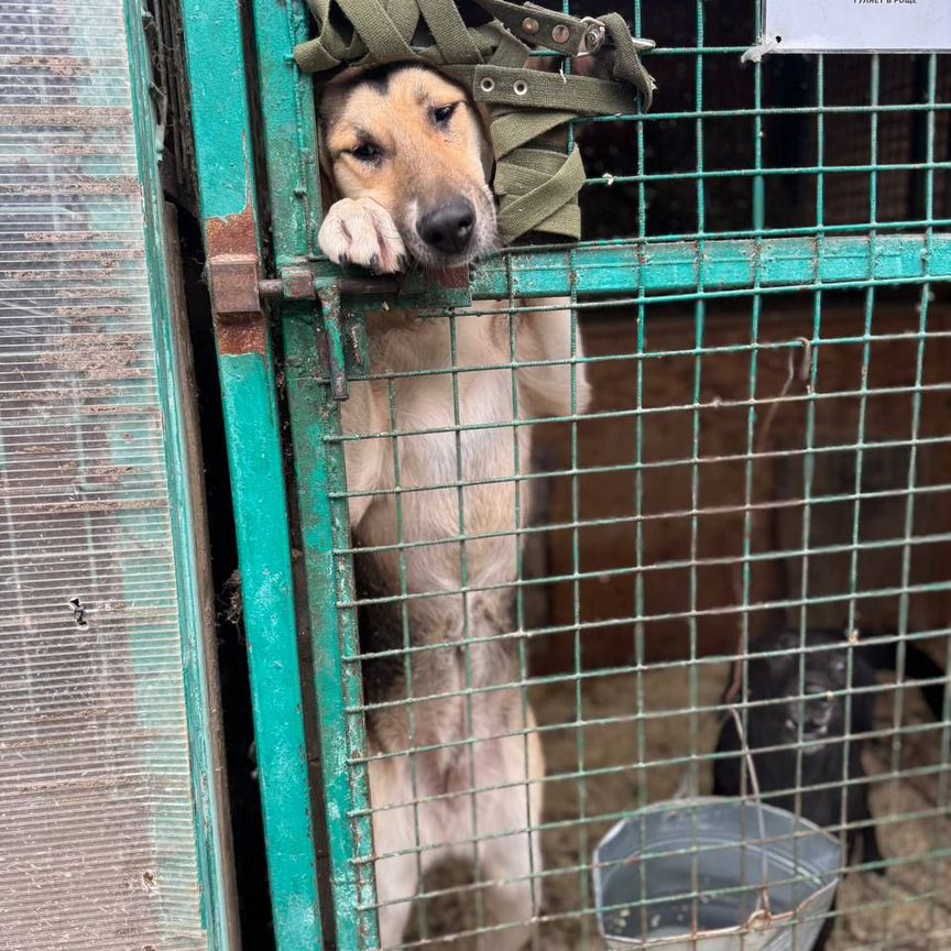 Взрослая собака в добрые руки