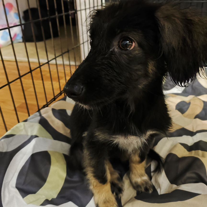 Щенок в добрые руки