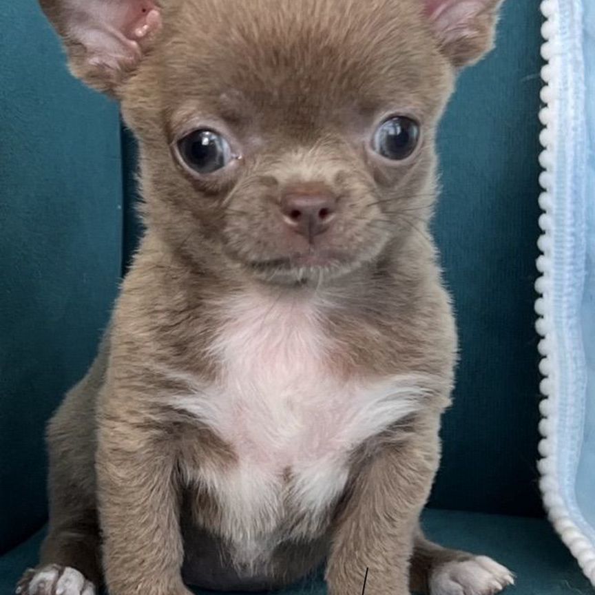 Щенок чихуахуа мини девочка