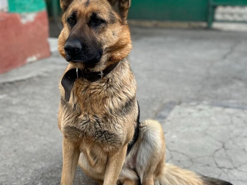 Немецкая овчарка вязка сучка