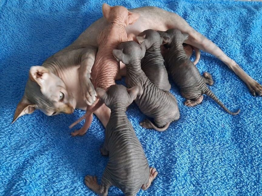 Канадский сфинкс котята
