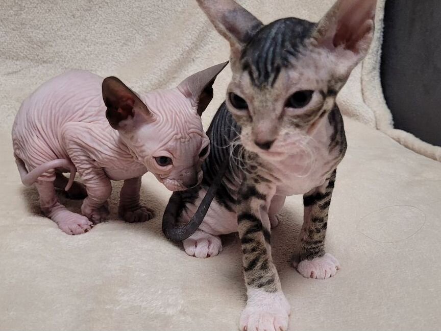 Канадский сфинкс