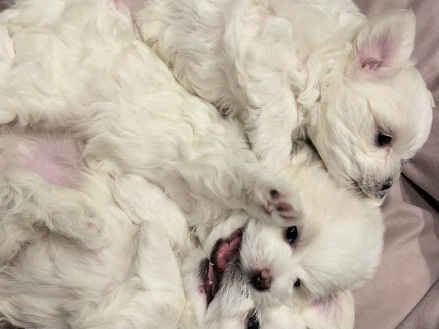 Мальтийская болонка (Мальтезе)