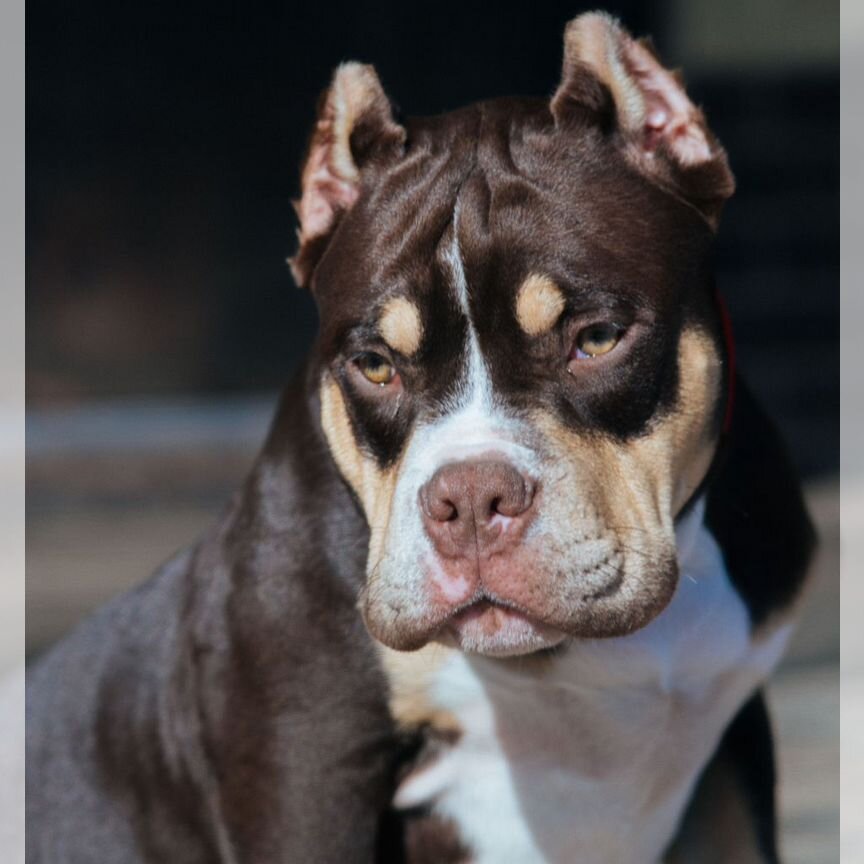 Американский булли, щенок