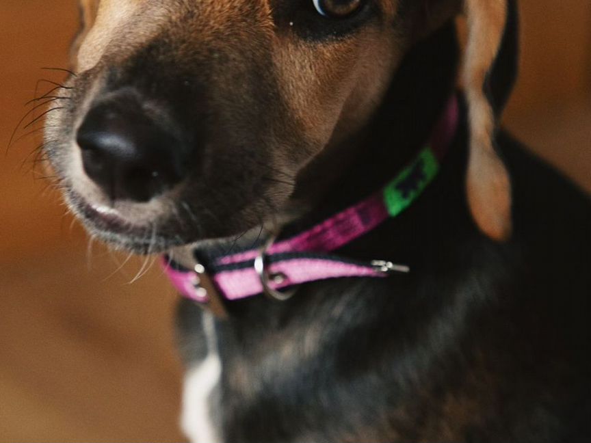 Щенок в добрые руки