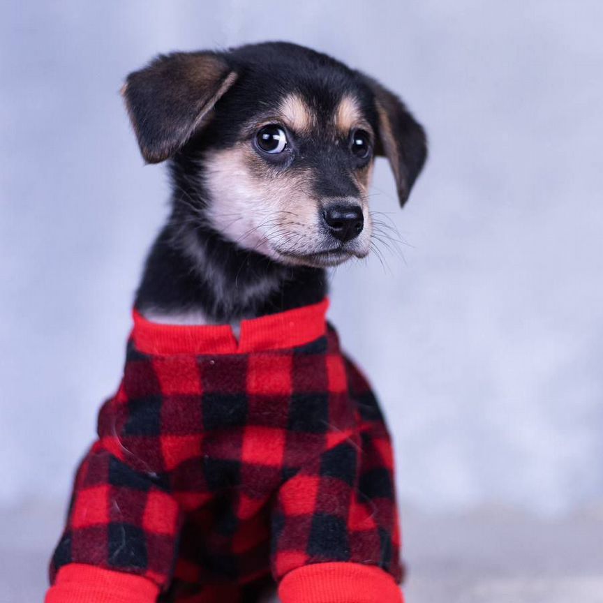 Щенок в добрые руки