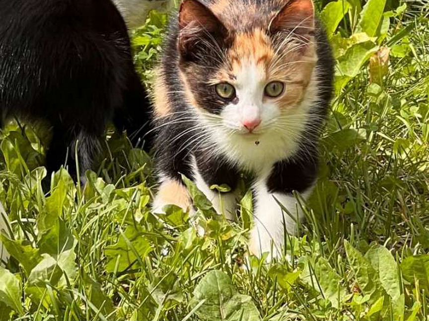 Отдам котят в добрые руки