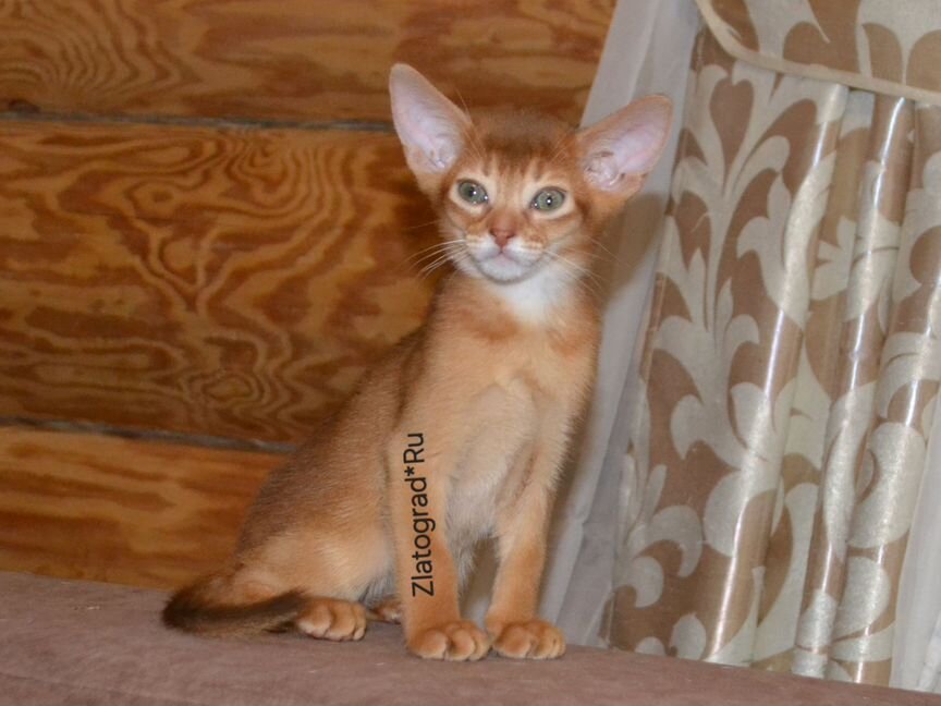 Абиссинский шикарный котенок