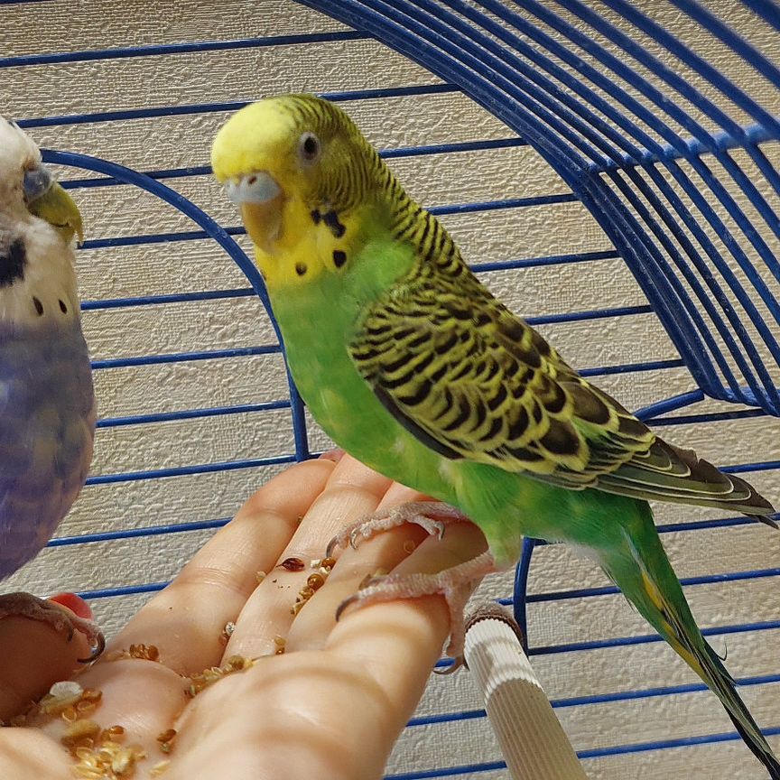 Попугаи пара, с клеткой