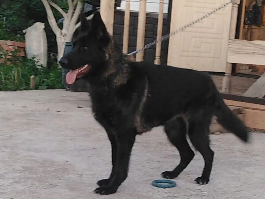 Отдам бесплатно собаку