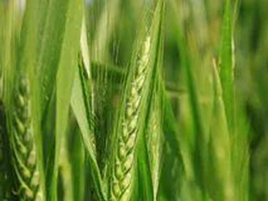 Сено рожь в тюки рулоны