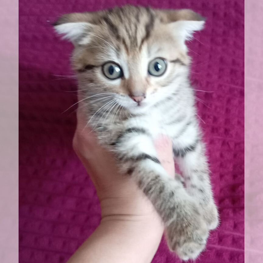 Котёнок в добрые руки