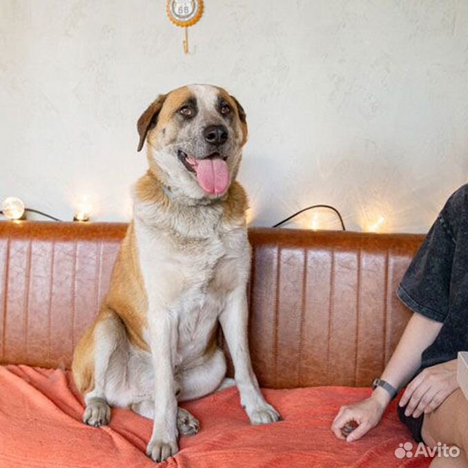 Солнечный красавец Рыжий,ласковый, воспитанный пес