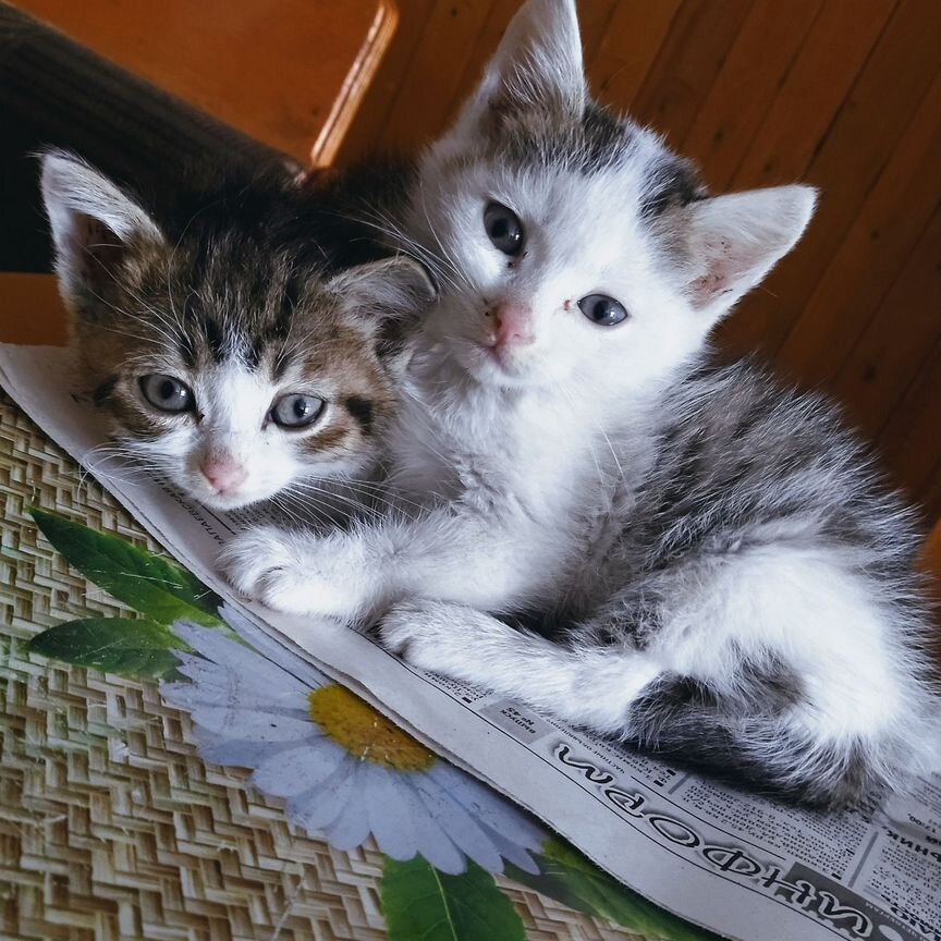 Котята в добрые руки мальчики