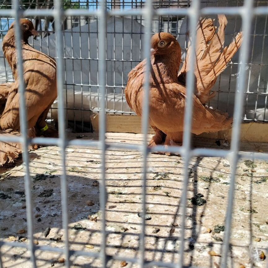 Голуби статные