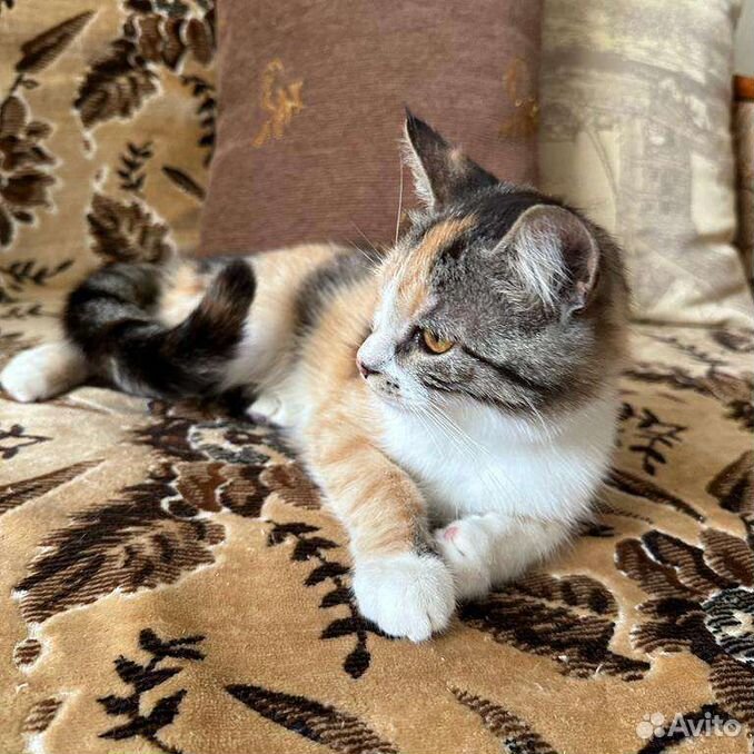 Кошка в дар бесплатно,к лотку приучена Ласковая