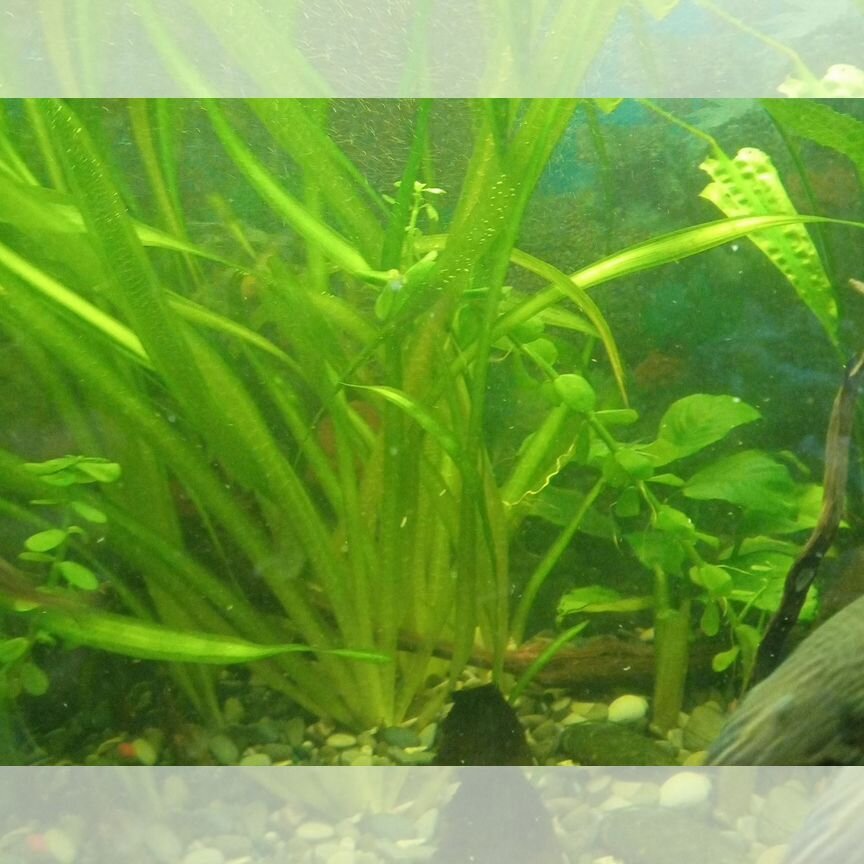 Аквариумные растения
