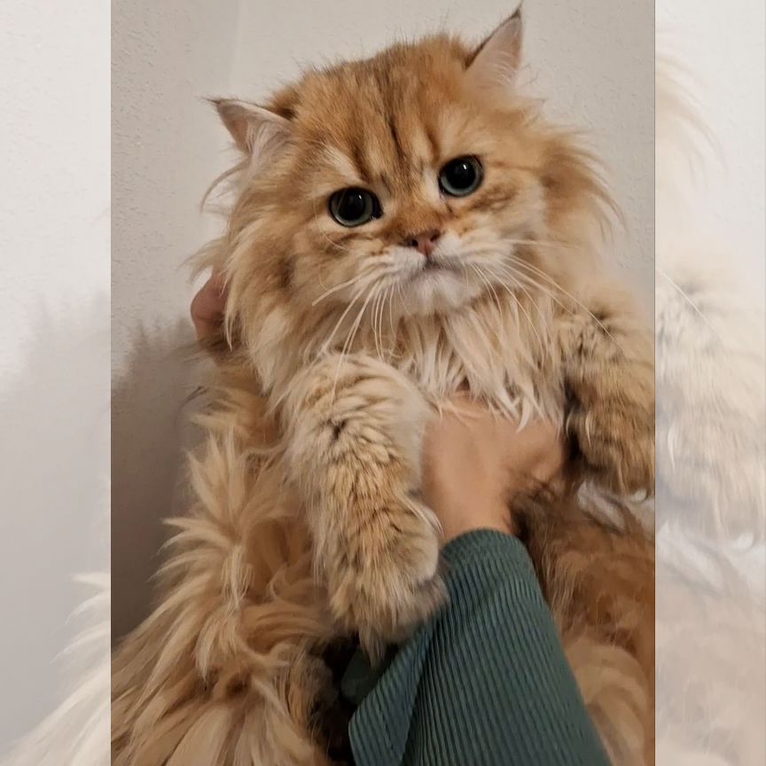 Британская длинношёрстная, взрослая кошка