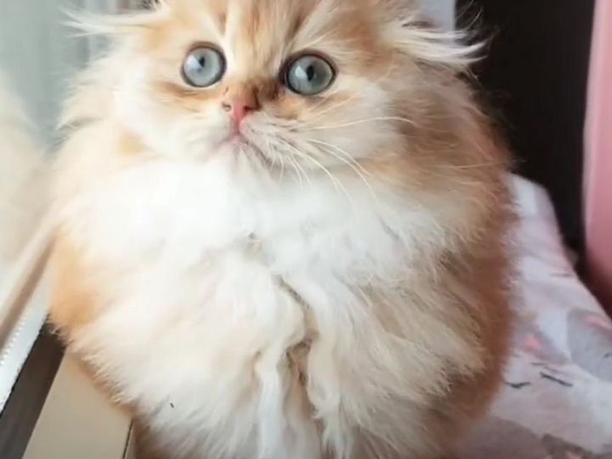 Вислоухие котята золотой шиншиллы