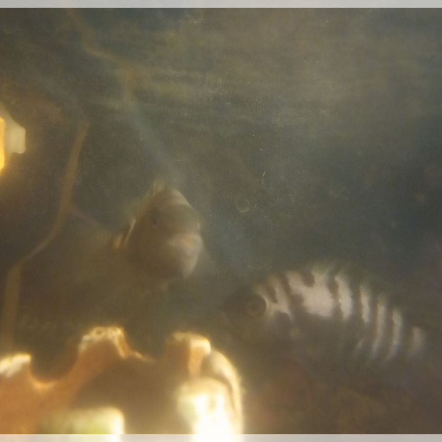 Аквариумные рыбки