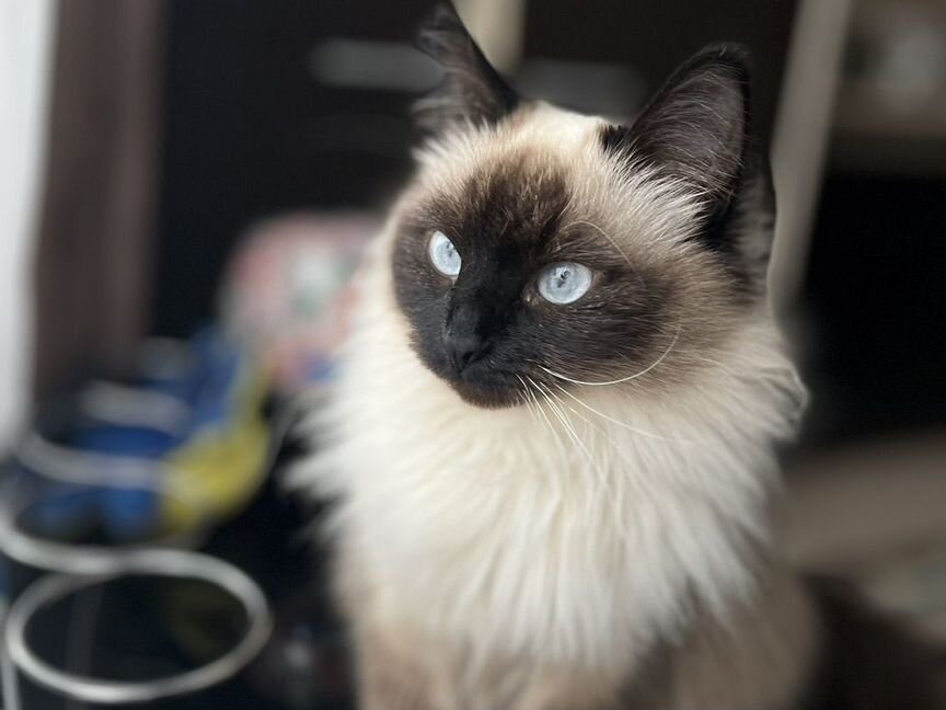 Кошка