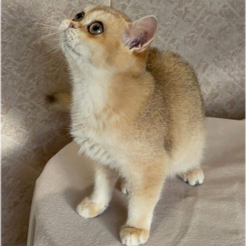 Британские котята, девочка