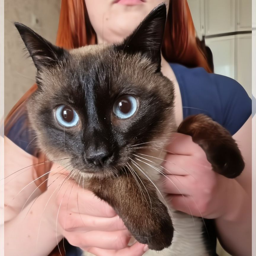 Сиамский, взрослый кот