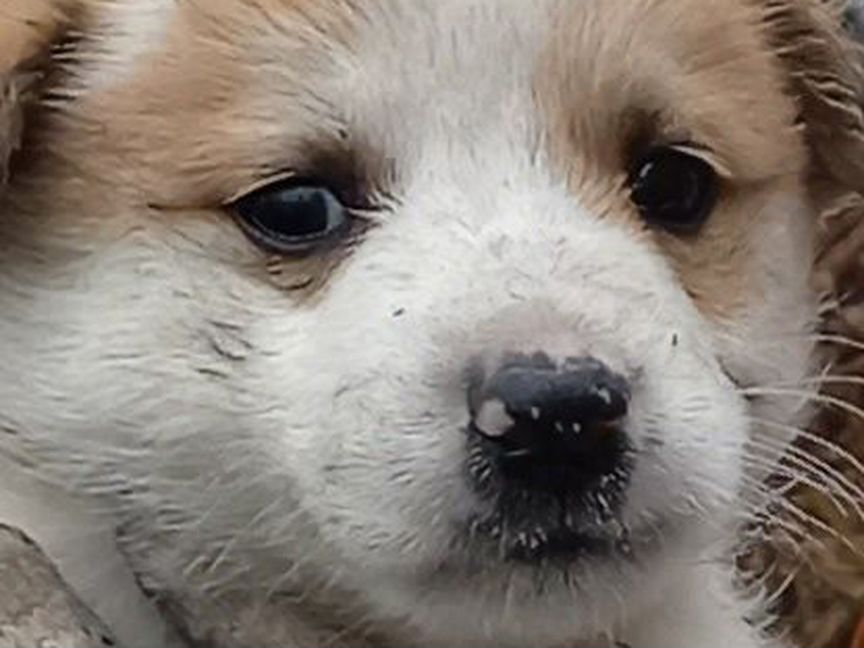 Среднеазиатская овчарка