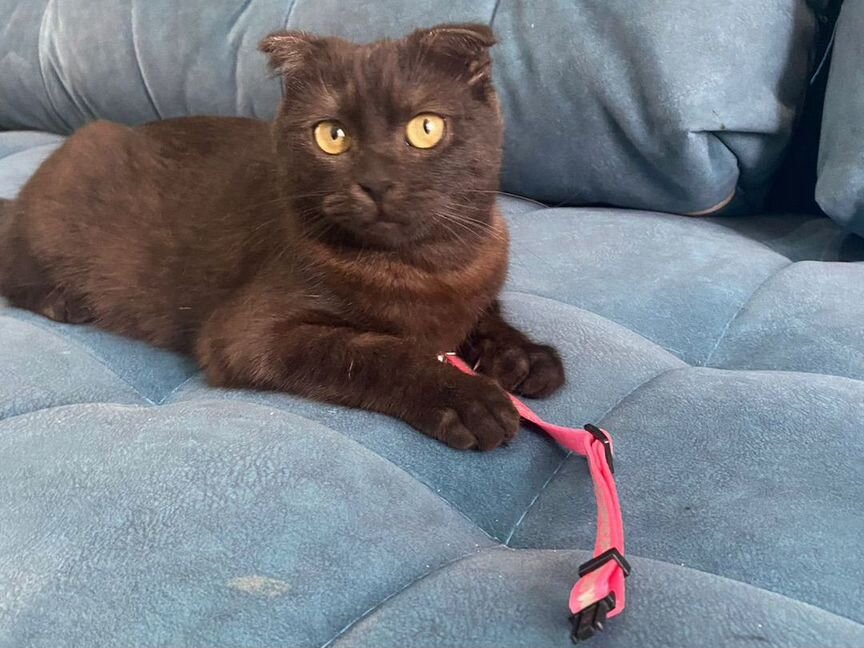 Британская кошка