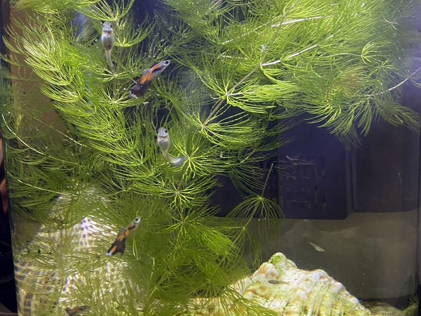 Аквариумные рыбки гуппи