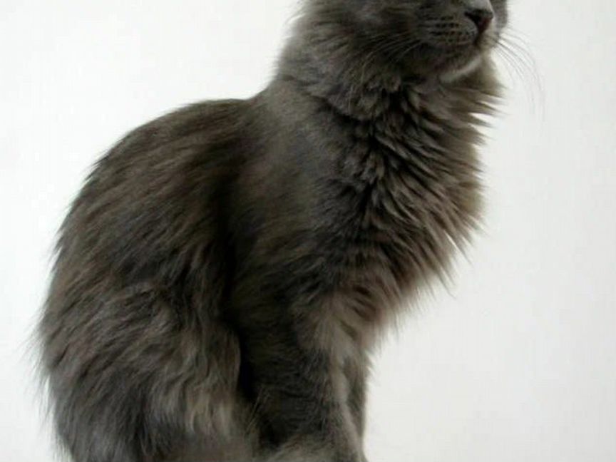 Самый ласковый замурчательный котик