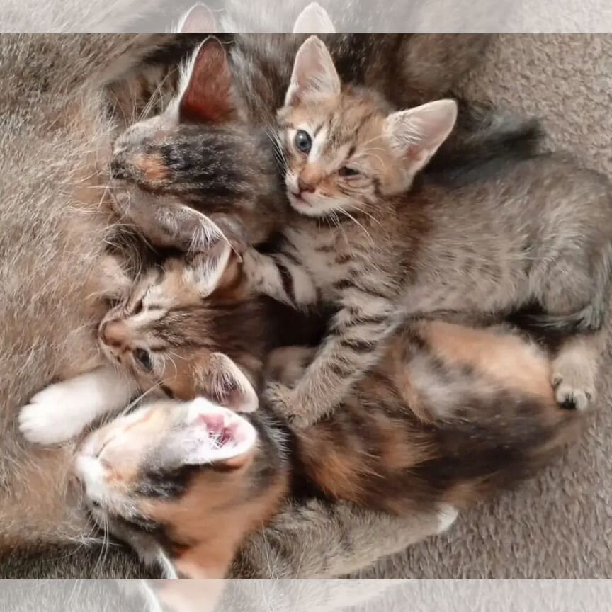 Котёнок в добрые руки