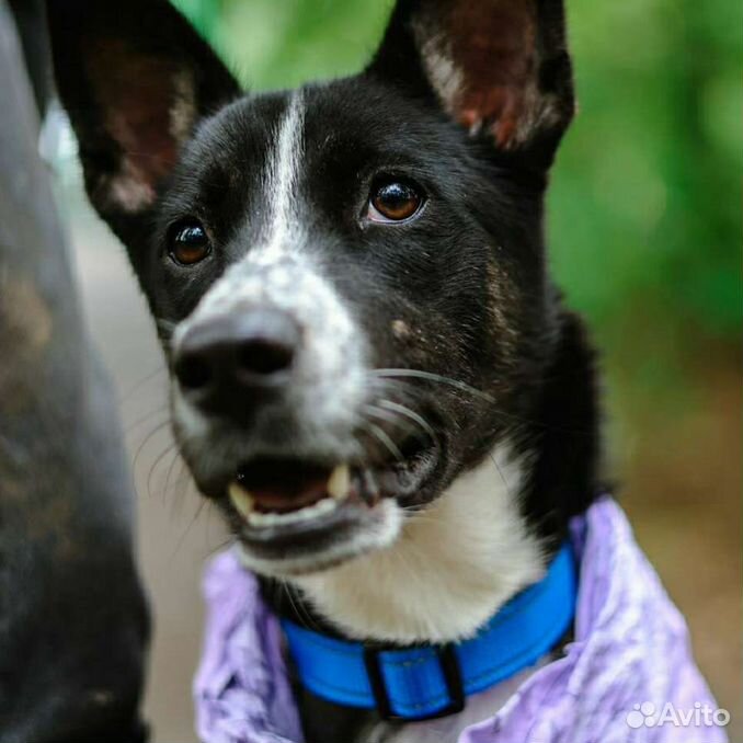 Нежная Кэтти из приюта ищет семью