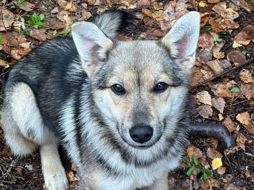 Собака в добрые руки отдам бесплатно