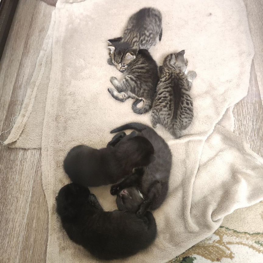 Котёнок в добрые руки