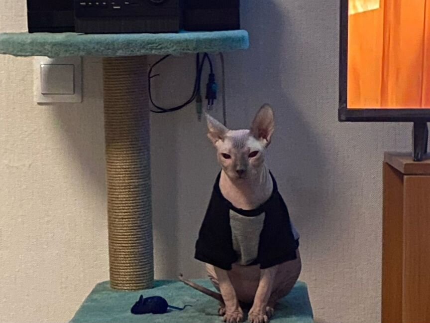 Донской сфинкс вязка