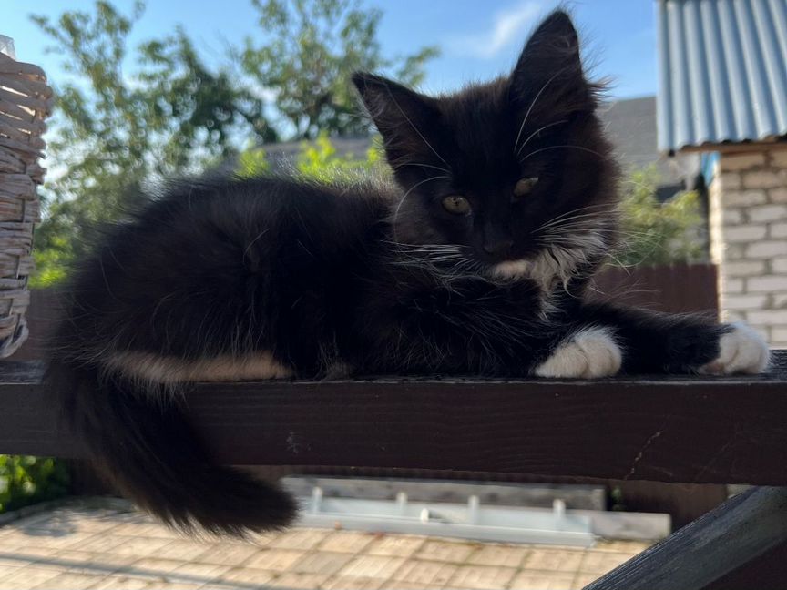 Кошка