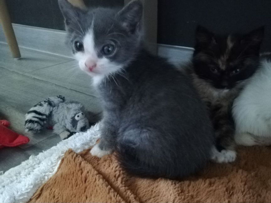 Котенок из подполья - 2