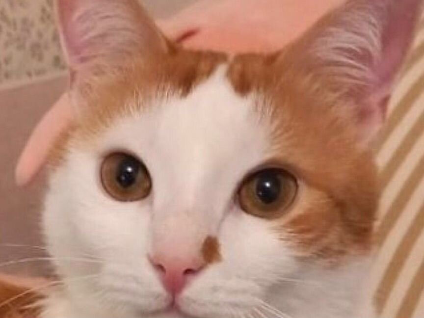 Котику необходим дом