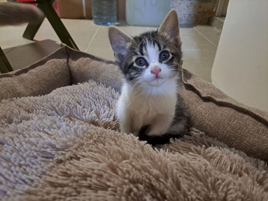 Маленькие красавчики