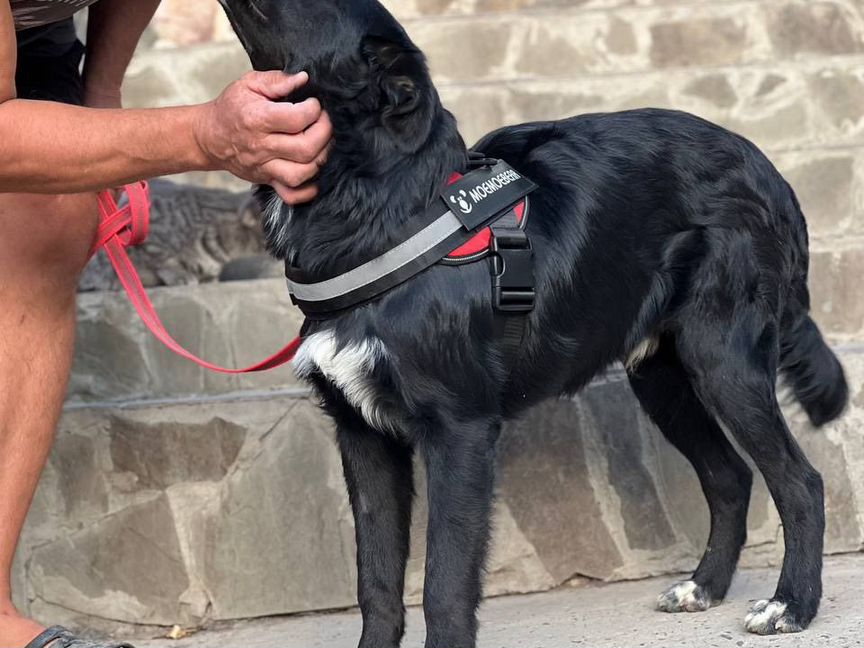 Отдам подросшего щенка в добрые руки