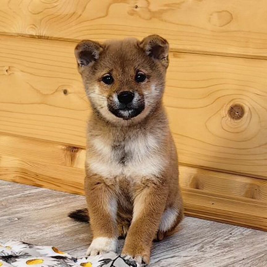 Рыжий. Сиба ину (Шиба ину)