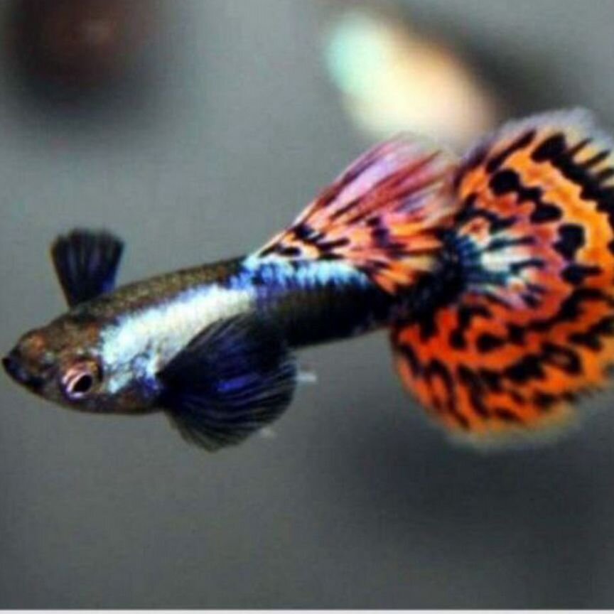Гуппи Дамбо мозайка
