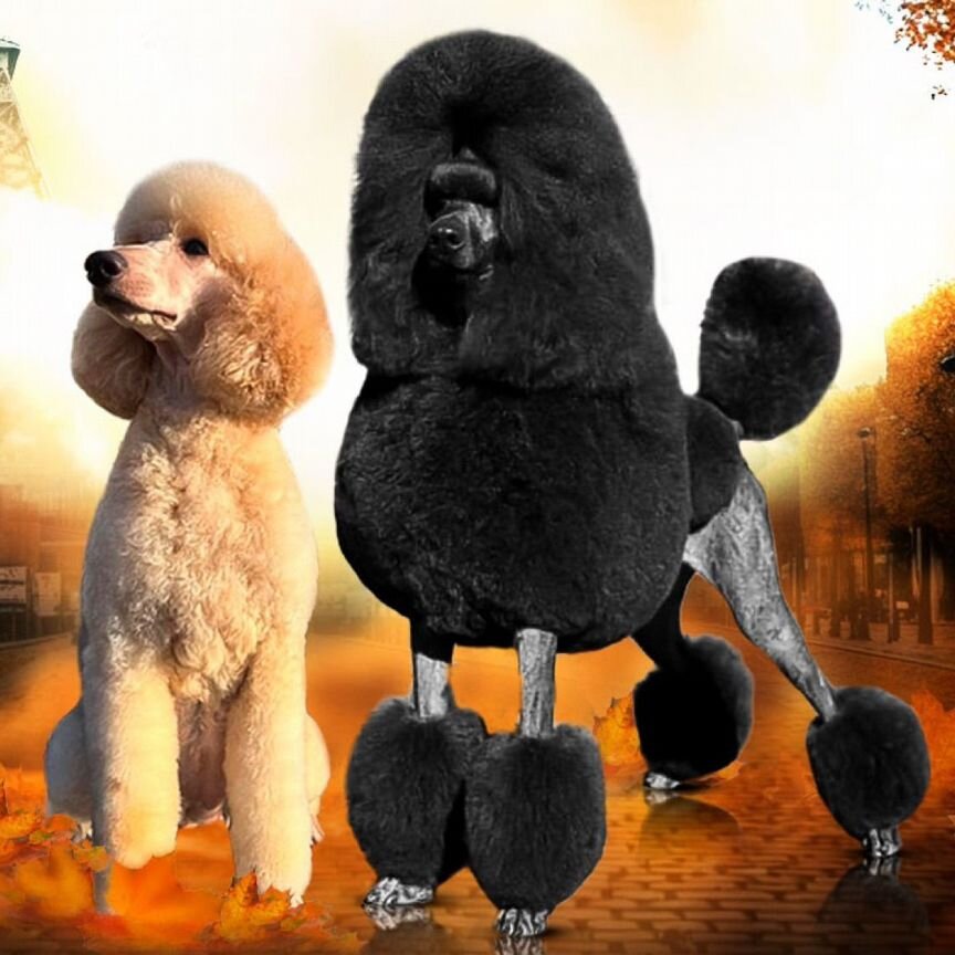 Большой королевский пудель, щенок