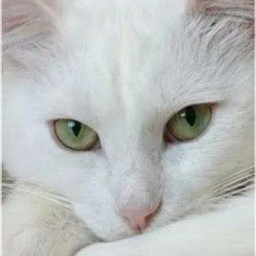 Котята турецкой ангоры