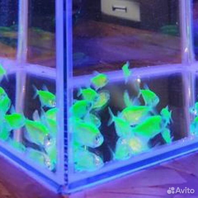 Glofish Глофиш тернеция данио барбус лабео