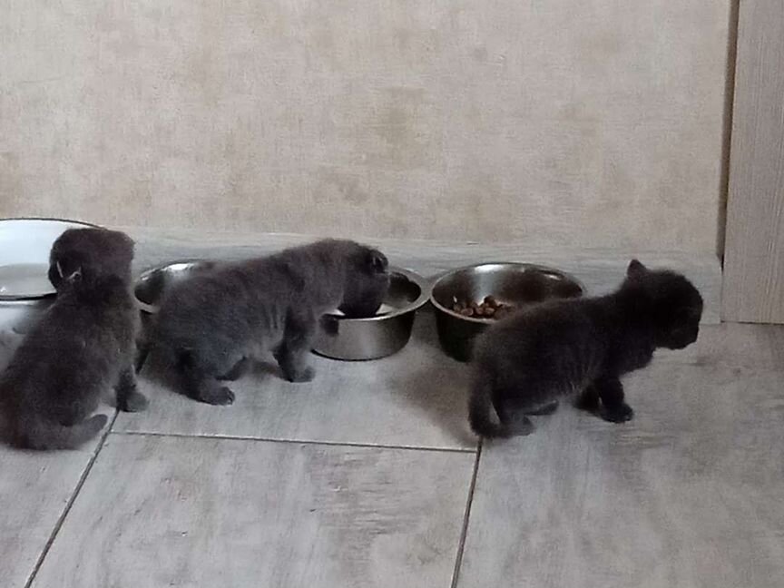 Продам банду,по три рубля штучка