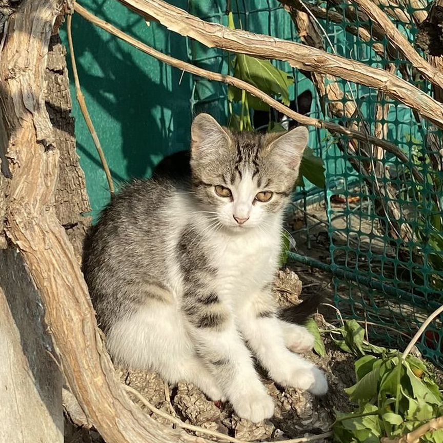 Котенок