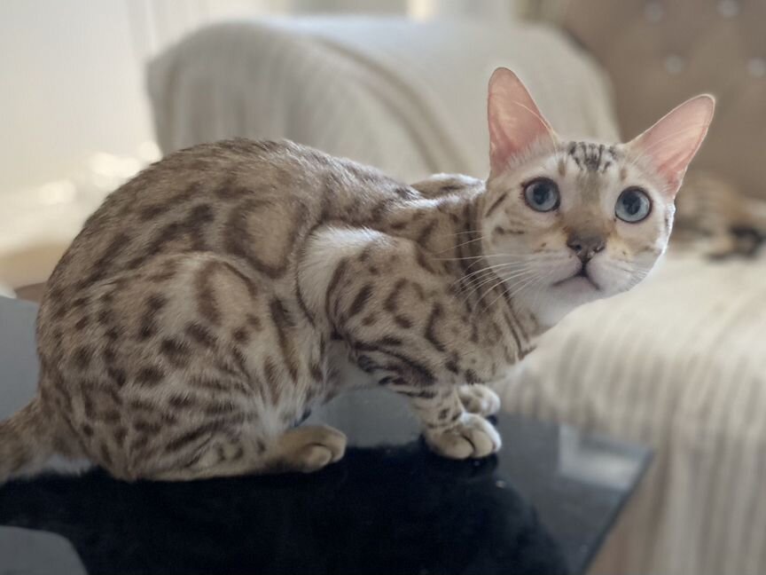 Бенгальская красотка с документами